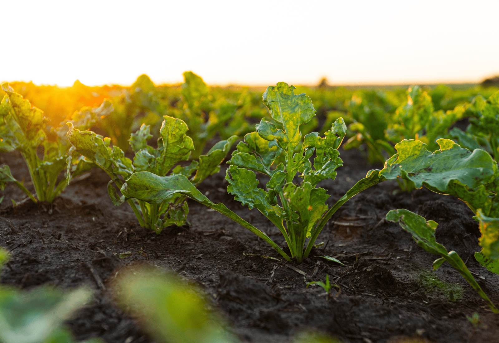 BetaSol - the natural betaine achieves Organic Certification EASY-CERT ...