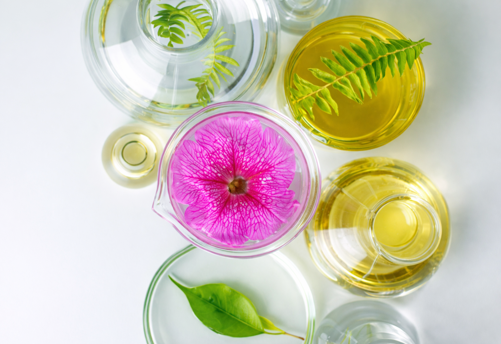 ProliCell® : l’évolution de la biotechnologie végétale en cosmétique - Emsa