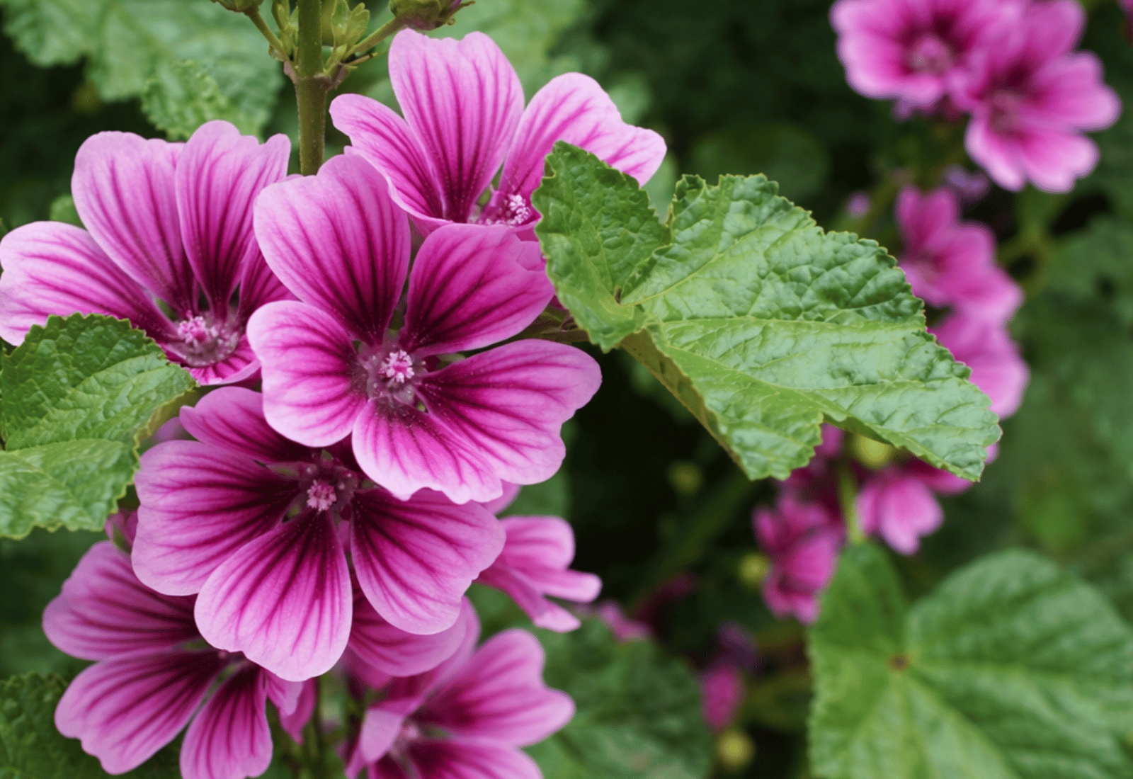 Actif biotechnologique pour la croissance capillaire | ProliCell® Malva